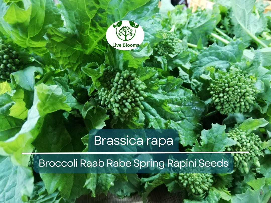150 Seeds Broccoli Raab Rabe - Brassica Rapa | Heirloom Spring Rapini ...