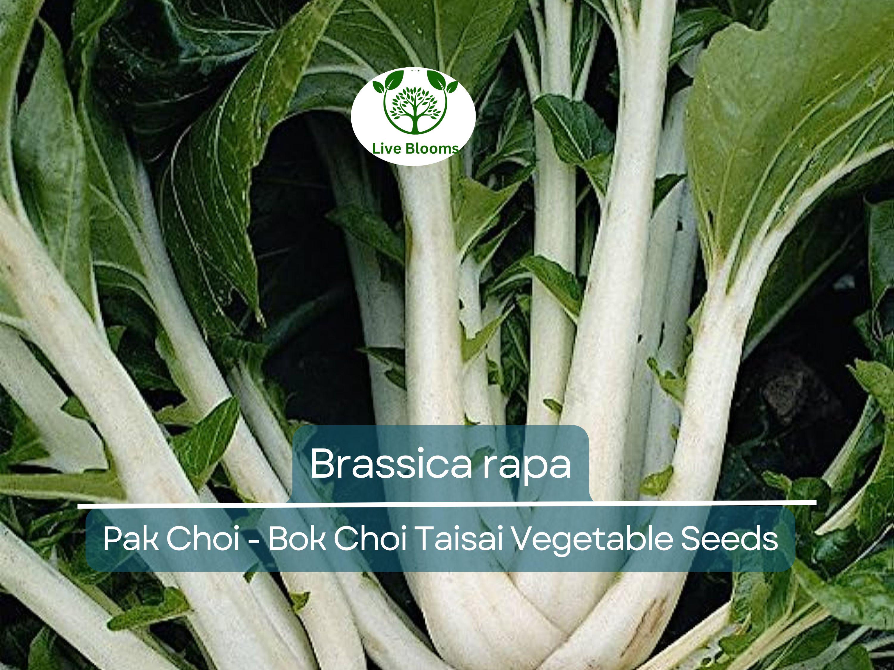 350 Pak Choi Bok Choi Taisai Seeds - Brassica Rapa | Heirloom Asian ...
