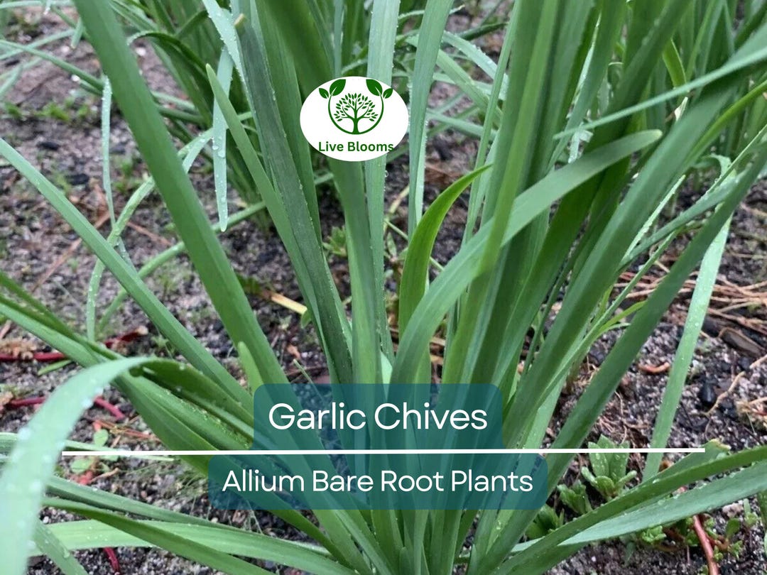 25 Garlic Chives Live Plants – Bare Root Stalks – Edible Herb for ...