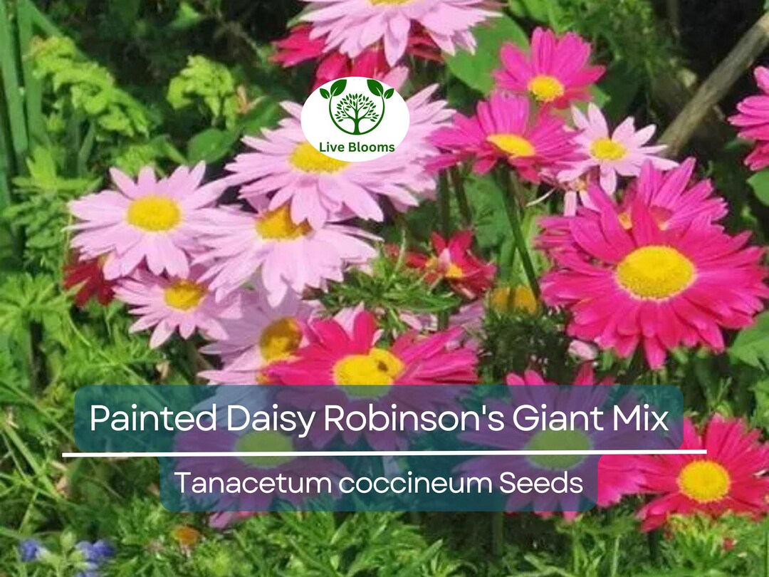 50 Seeds Painted Daisy Robinson's Giant Mix Perennial - Huge Cut ...