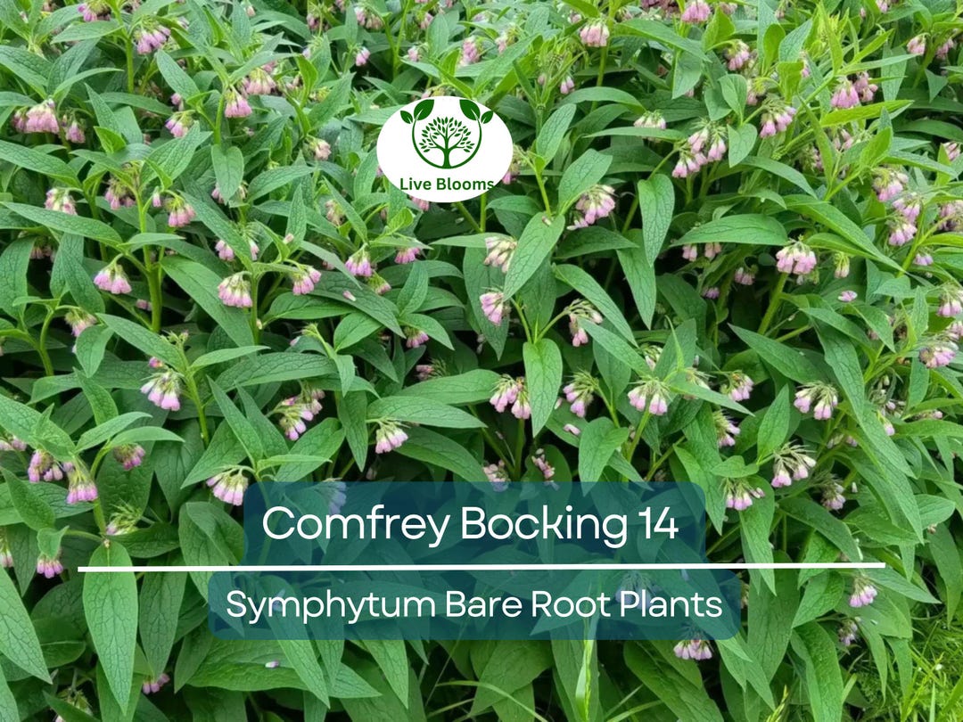 5 Comfrey Bocking 14 Plants - Bare Root Crown Cuts - Symphytum Hybrid ...