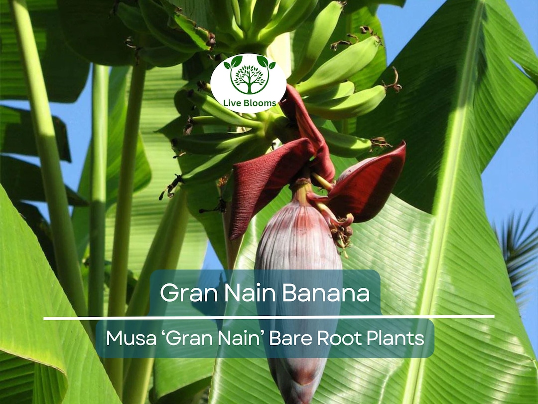 1 Gran Nain Banana Tree - Live Bare Root Seedling | Musa Variety | Fast ...