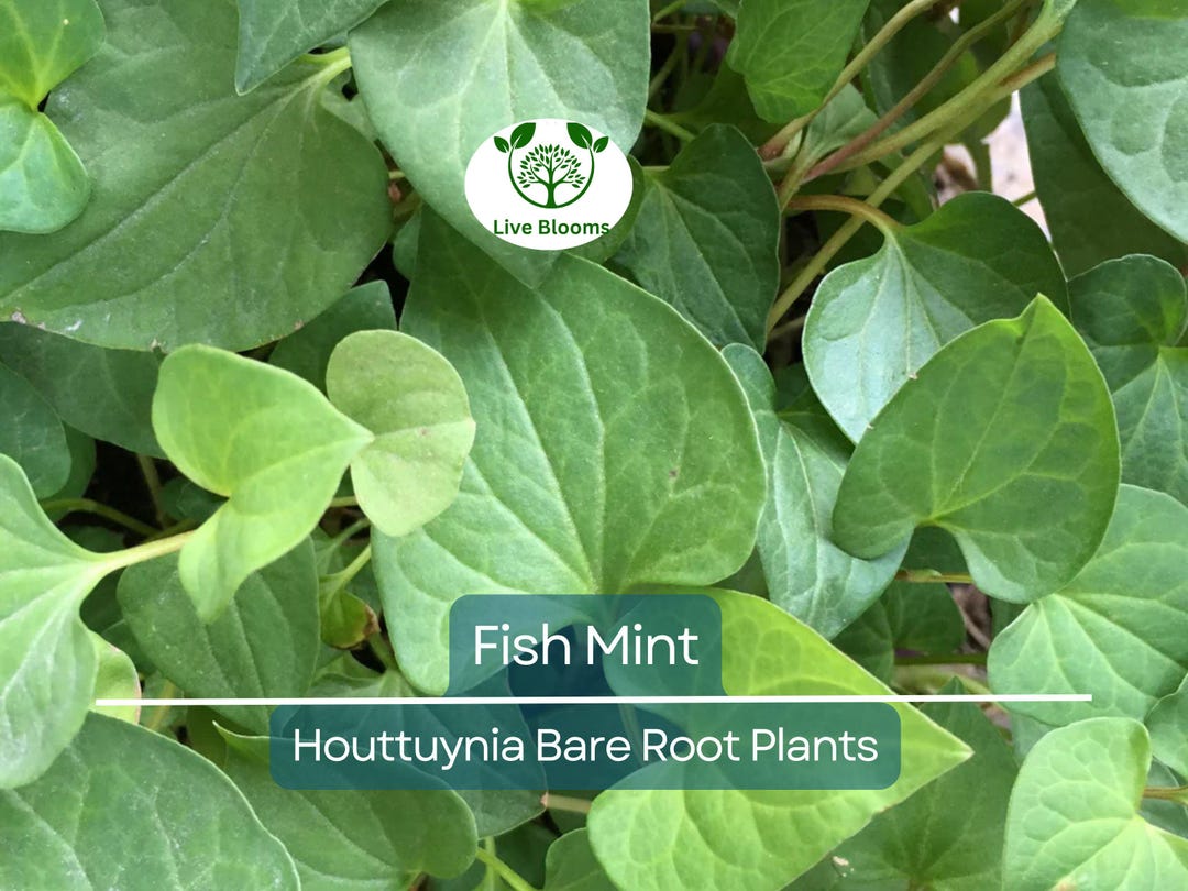 15 Live Bare Root Fish Mint Plants - Houttuynia Cordata Asian Herb ...
