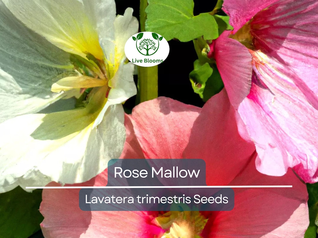 500 Rose Mallow Seed Mixed Colors - Lavatera Trimestris, Bulk Flower ...