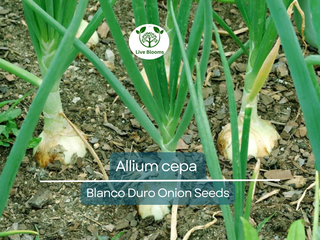 250 Mg Onion Blanco Duro Seeds - Allium Cepa | Heirloom White Onion for ...