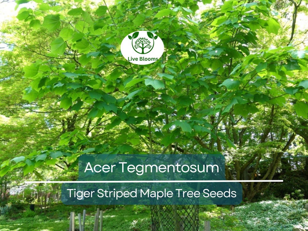 10 Seeds Acer Tegmentosum (tiger Striped Maple) for Planting - Unique ...