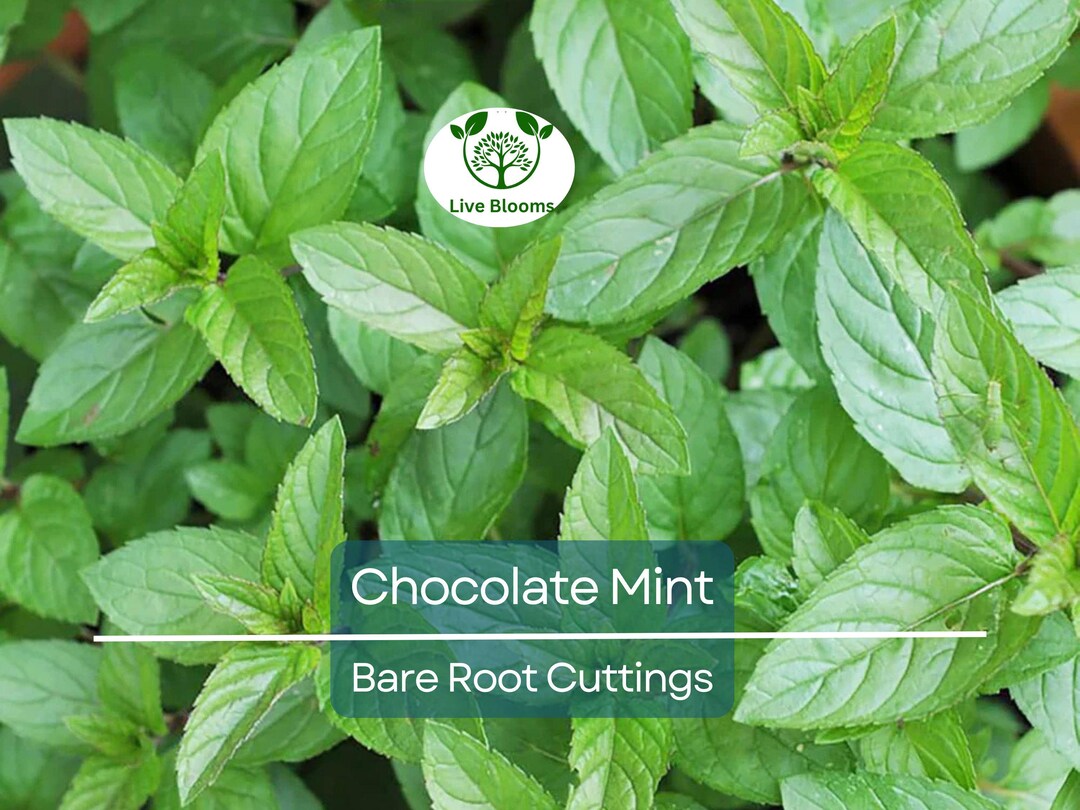 9 Chocolate Mint Bare Root Cuttings, Mentha X Piperita, Fresh Aromatic ...