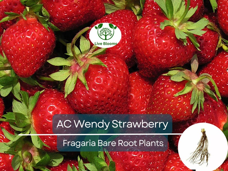 10 Bare Roots AC Wendy Strawberry Plants - June-bearing, Sweet Early ...