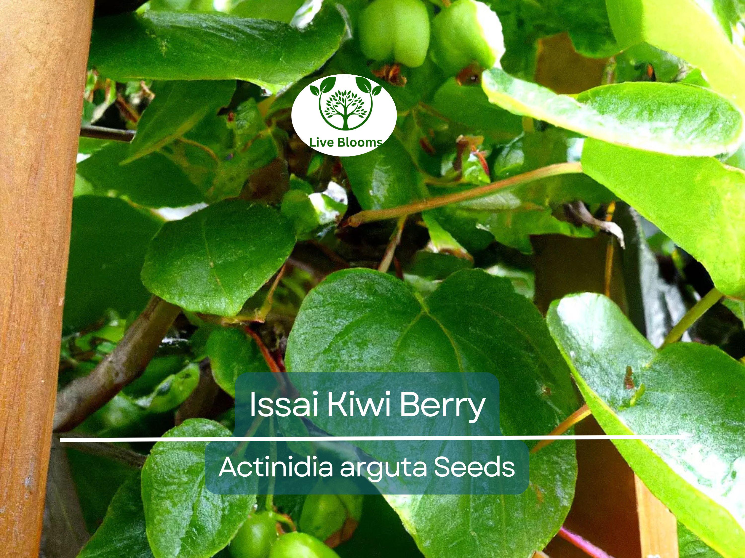30 Issai Kiwi Berry Seeds | Arctic Grape, Kiwiberry | Fast-growing ...