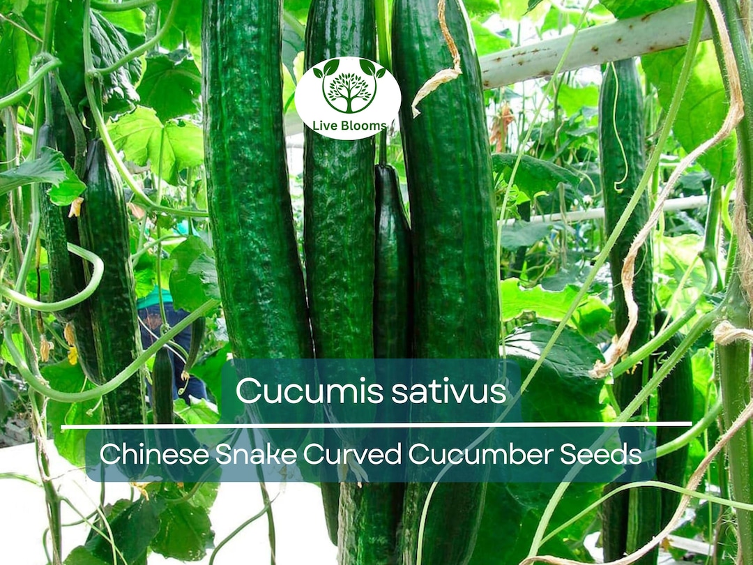 10 Seeds Cucumber Chinese Snake Curved - Cucumis Sativus | Unique ...