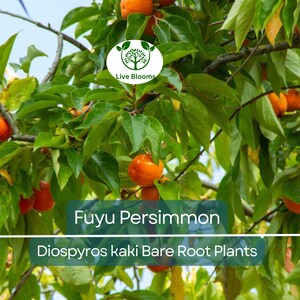 1 Fuyu Persimmon Tree – Live Bare Root Sapling (6–10") – Diospyros Kaki ...
