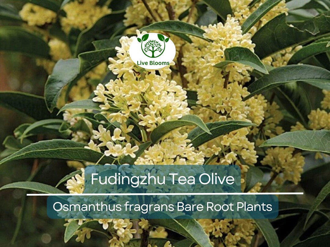 1 Fudingzhu Tea Olive – Bare Root Starter Plant – Osmanthus Fragrans ...