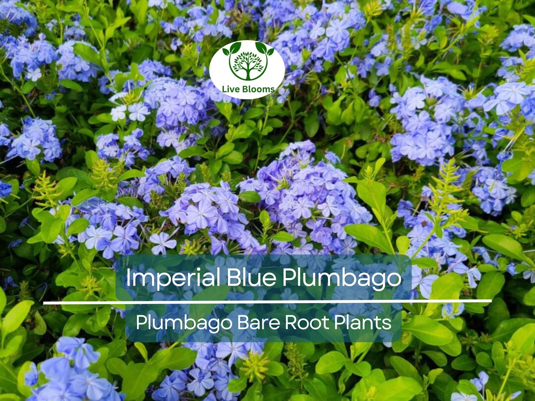 2 Imperial Blue Plumbago Plants – Live Bare Root Plugs – Fast-growing ...