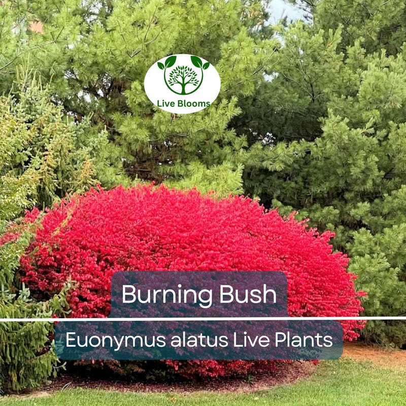Burning Bush Live Plant - Etsy