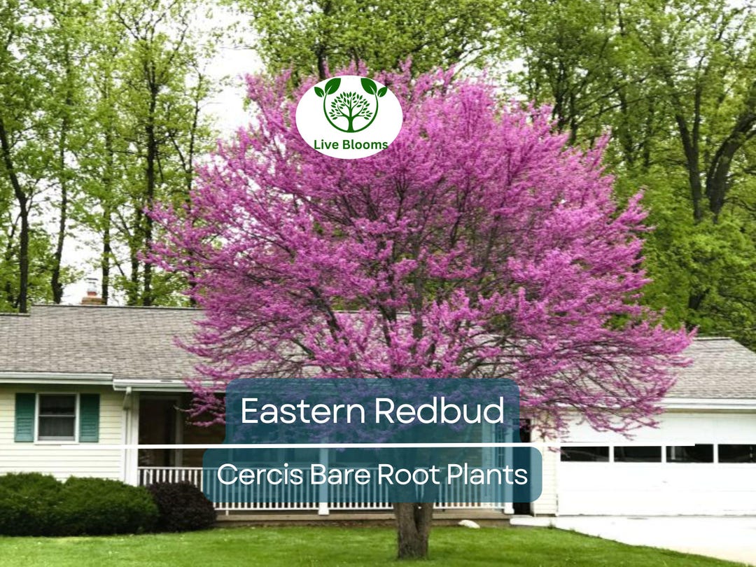 1 Eastern Redbud Trees - Cercis Canadensis - 12-14" Live Bare Root ...