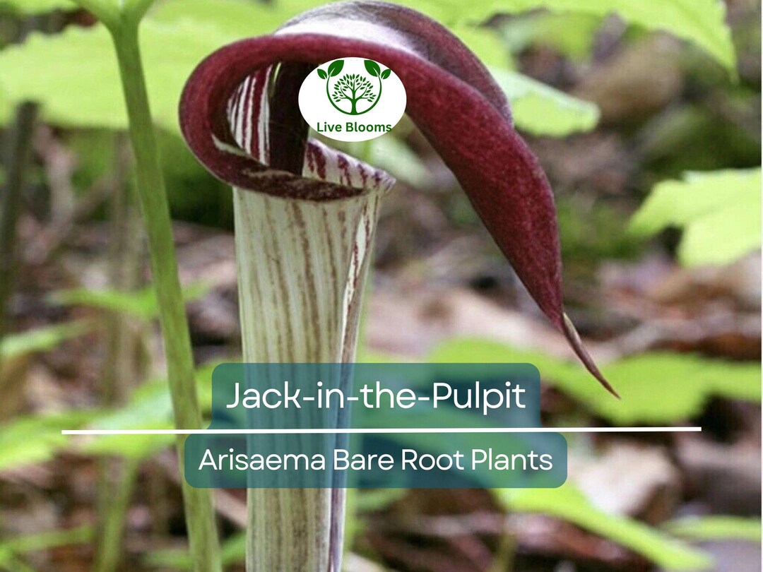 10 Jack-in-the-pulpit Bulbs – Bare Root Arisaema Triphyllum – Native ...