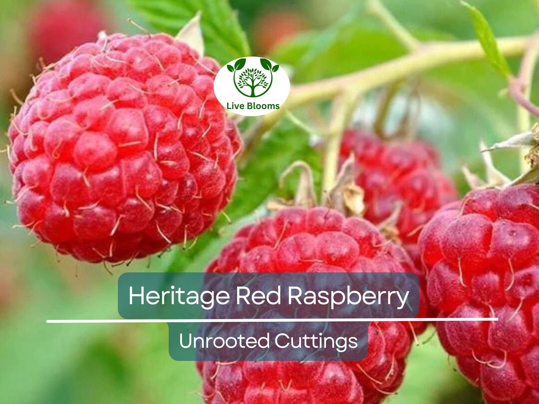 4 Red Raspberry Heritage Scion Cuttings - Rubus Idaeus Unrooted 10-12 ...