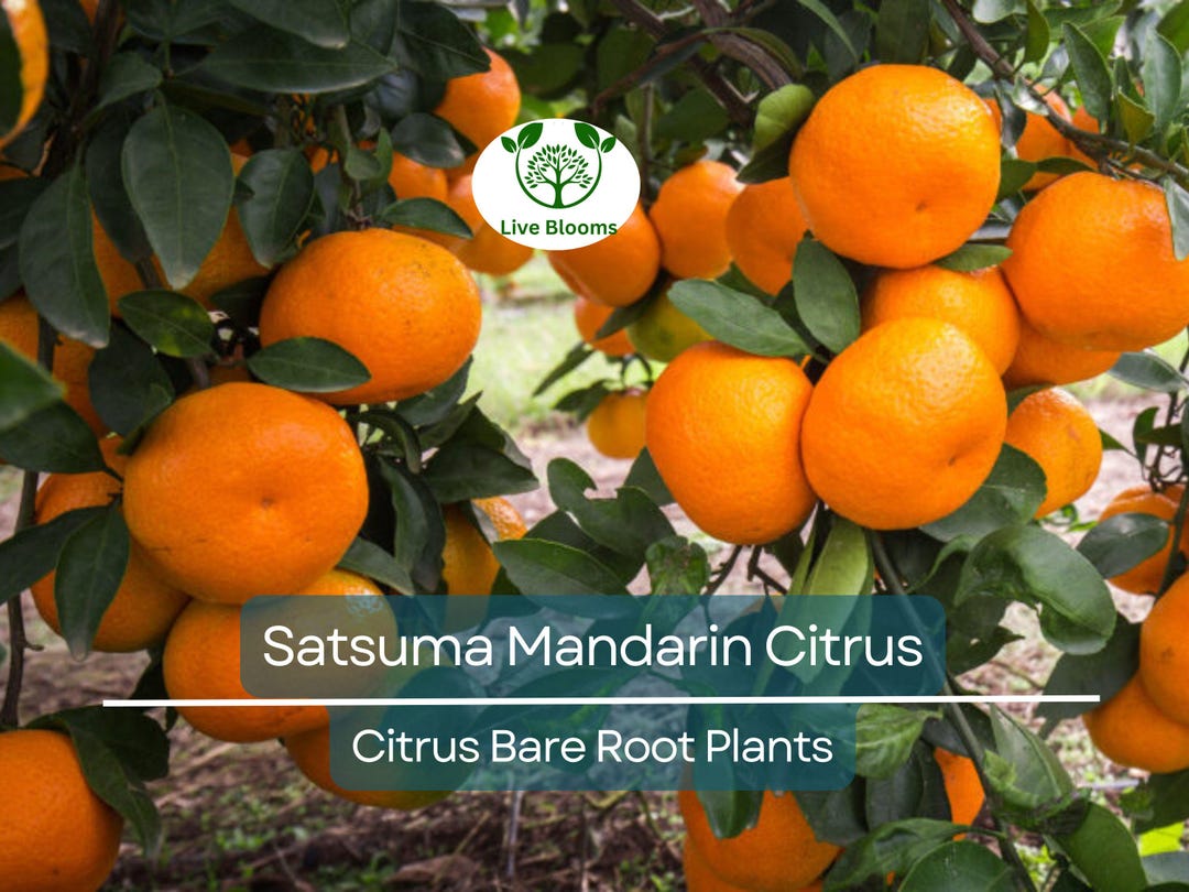 1 Satsuma Mandarin Citrus Tree – 4–10” Live Bare Root Plant – Real ...
