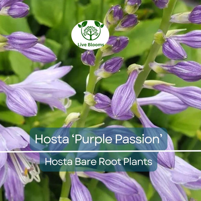 Purple Hosta Plant - Etsy