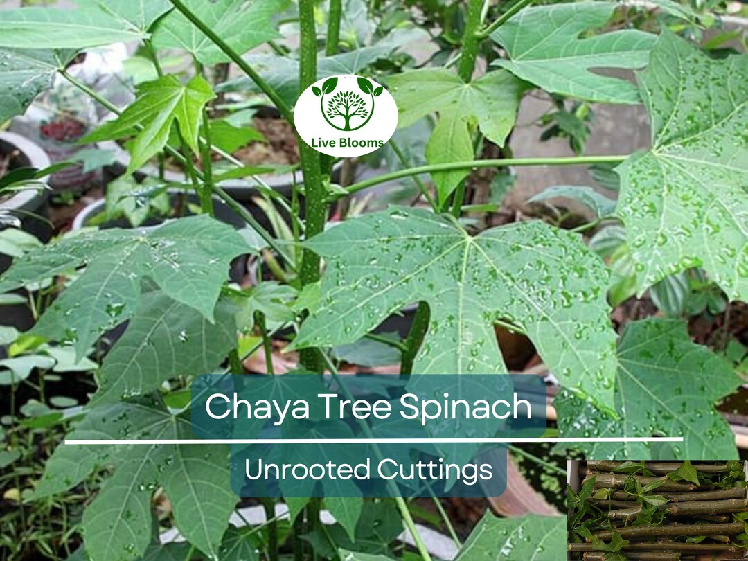 12 Chaya Cuttings Deep Lobed Unrooted 6-8” Long – Edible, Fast-growing ...