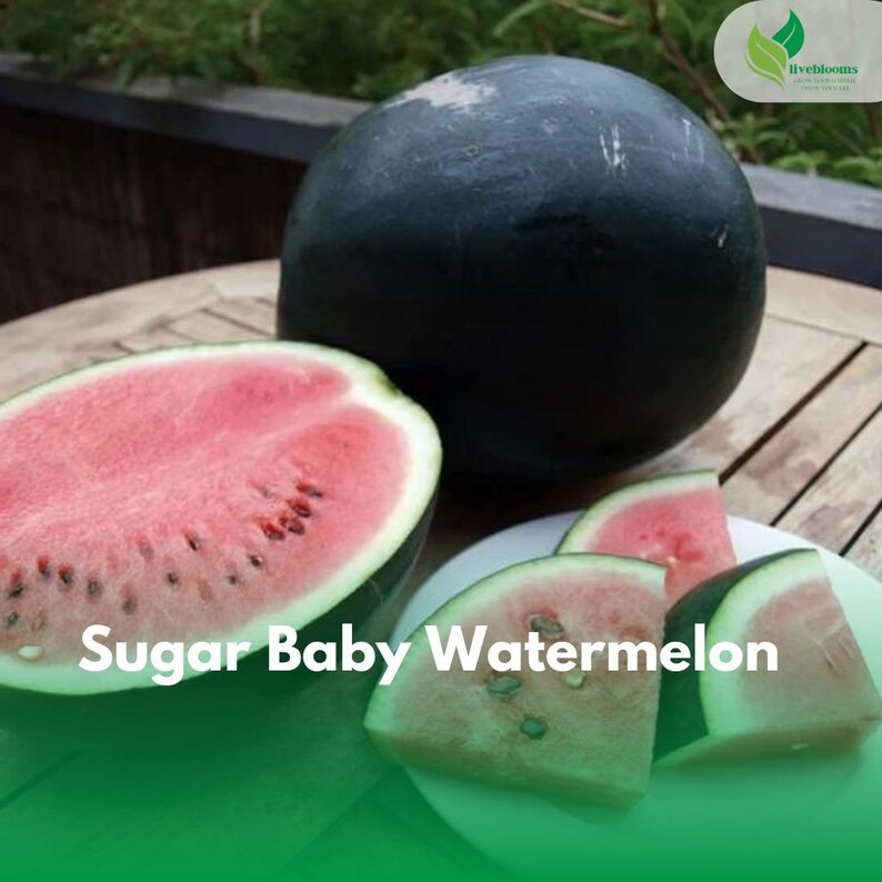 Sugar Baby Watermelon 1000 Mg Seeds Heirloom Vegetables - Etsy