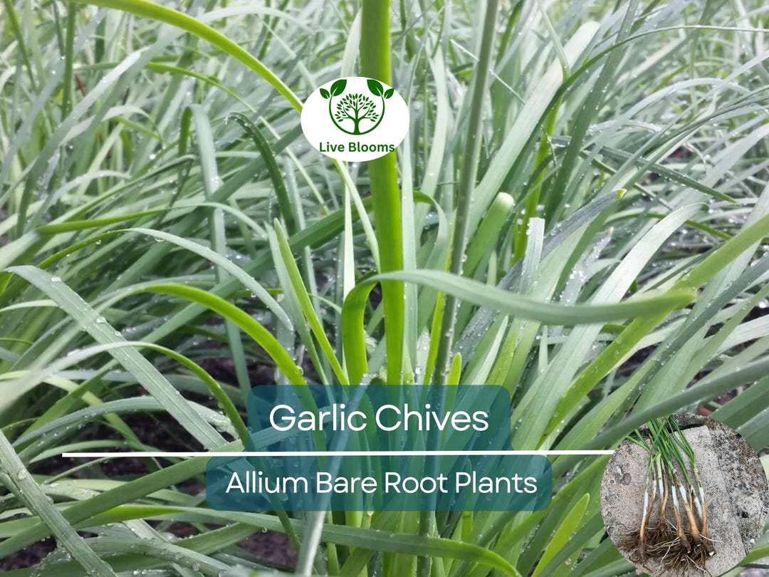 50 Garlic Chives Plants - Live Bare Root Organic Leek - Allium ...