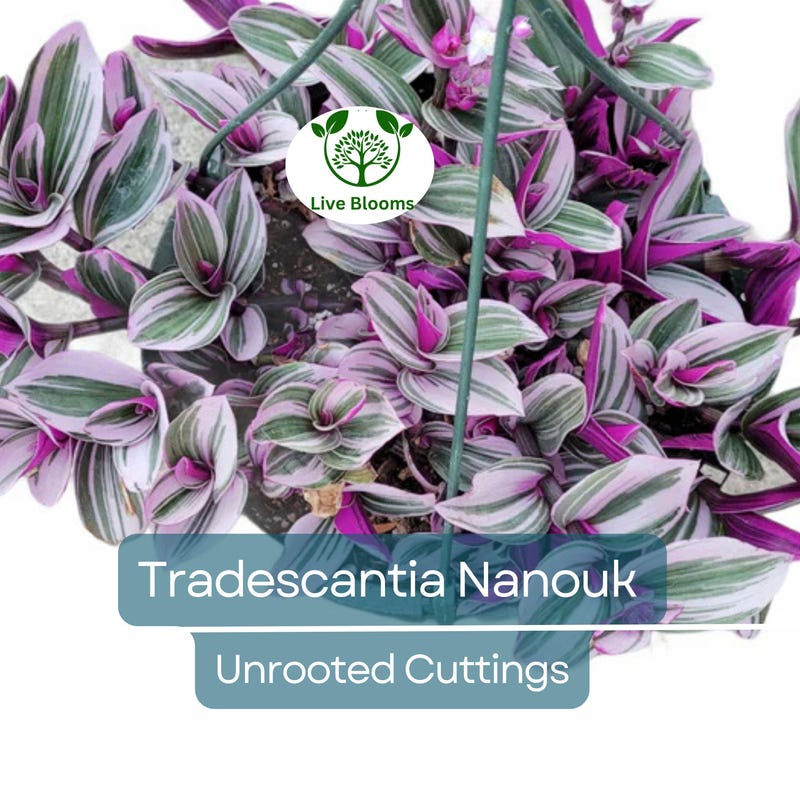 Nanouk Plant - Etsy