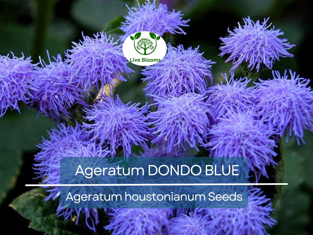 500 Seeds Ageratum DONDO BLUE, Floss Flower Monarch Butterfly Plant ...