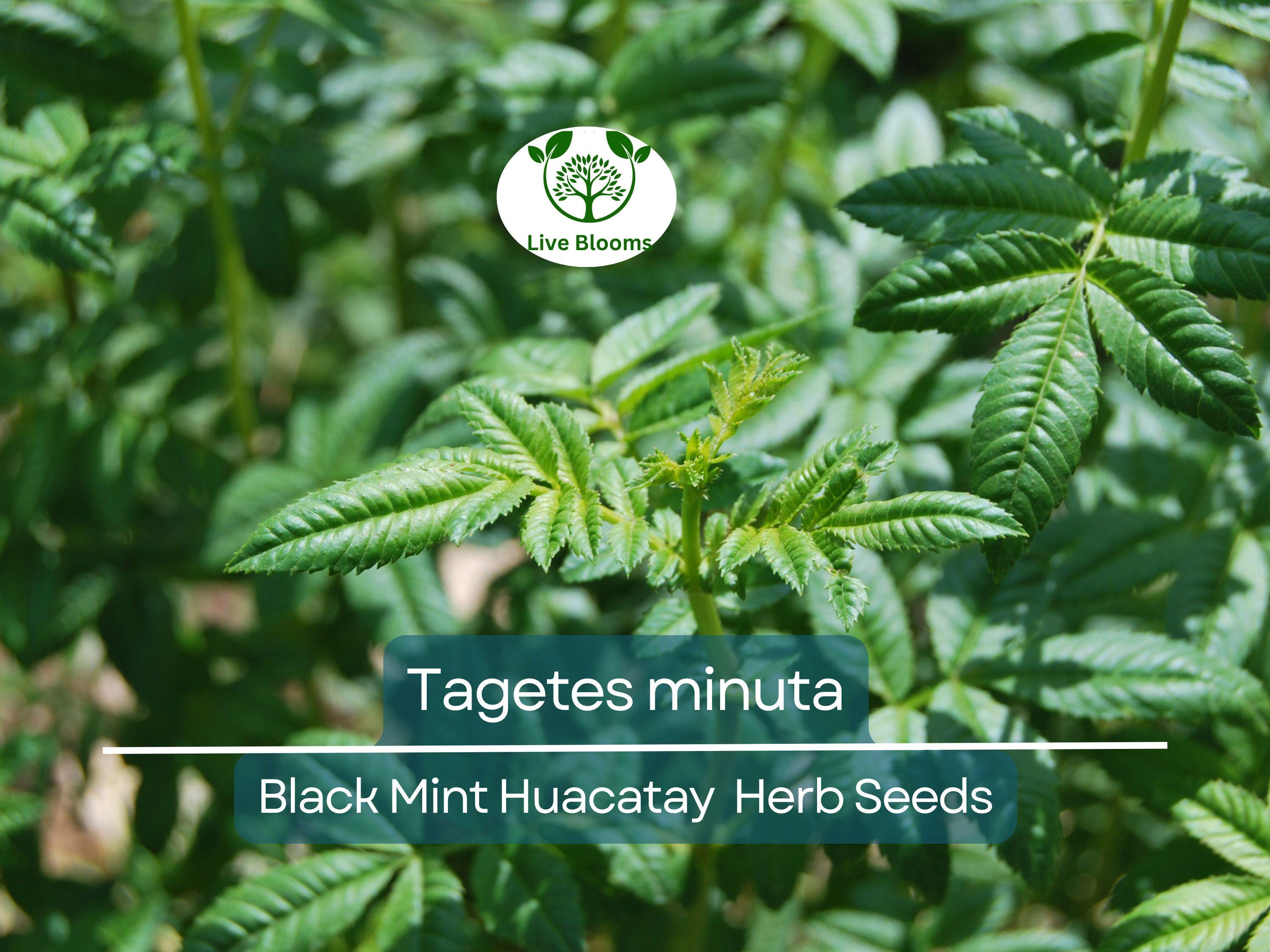 100 Black Mint Huacatay Seeds for Planting - Peruvian Herb, Tagetes ...