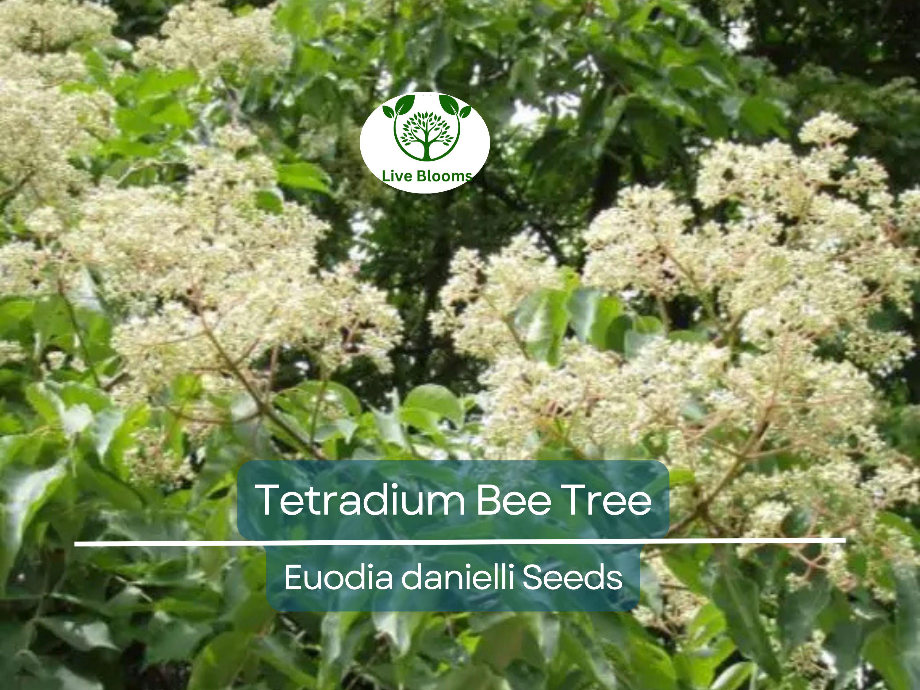 20 BEE TREE SEEDS (euodia Danielli) | Tetradium, Rare, Superior Honey ...