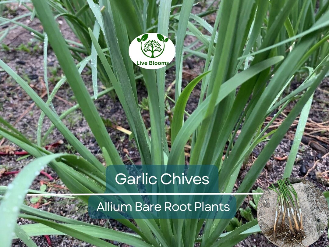 35 Garlic Chives Plants - Live Bare Root Organic Leek - Allium ...