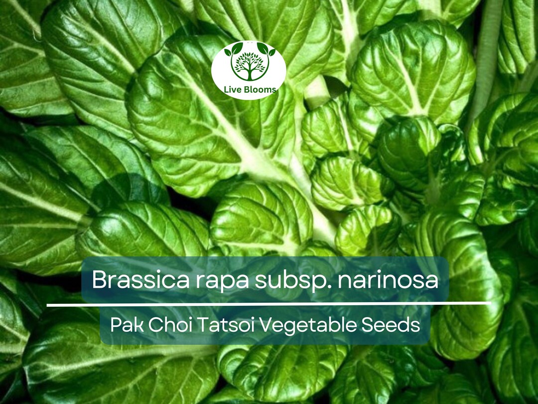 250 Pak Choi Tatsoi Seeds - Brassica Rapa Subsp. Narinosa | Heirloom ...