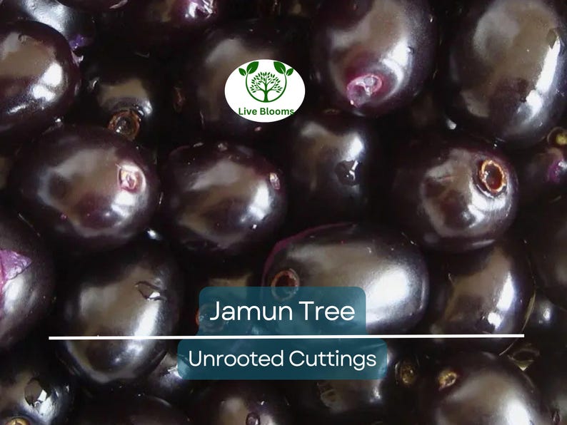 3 Jamun Jambul Fruit Tree Cuttings - Syzygium Cumini, Indian Wax Apple, Java Plum for Grafting ...