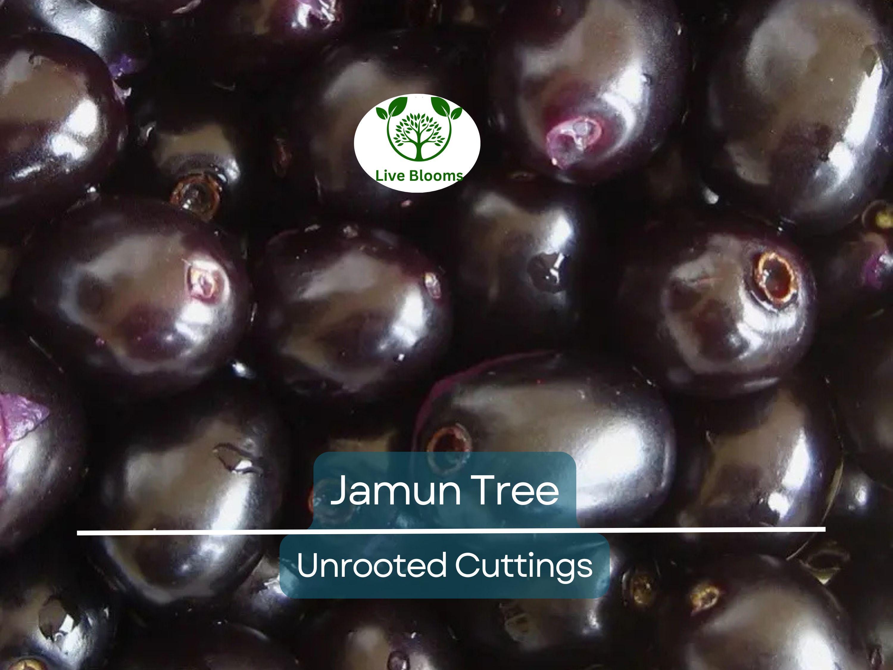3 Jamun Jambul Fruit Tree Cuttings - Syzygium Cumini, Indian Wax Apple ...