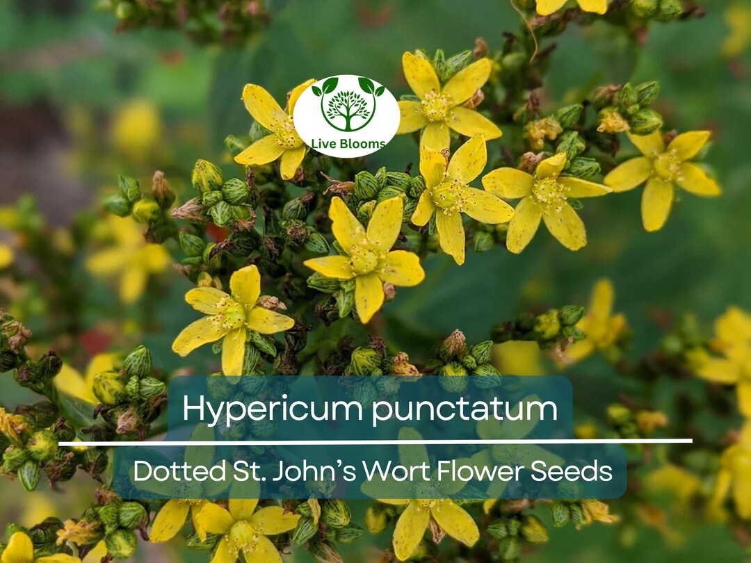 50 Mg Seeds Hypericum Punctatum (dotted St. John's Wort) for Planting | Pollinator-friendly ...