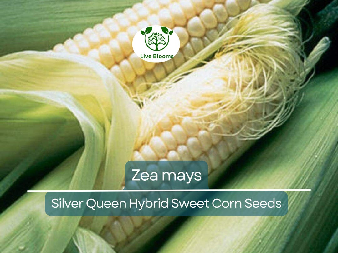 35 Seeds Corn Silver Queen Hybrid Sweet – Zea Mays | Heirloom Sweet ...