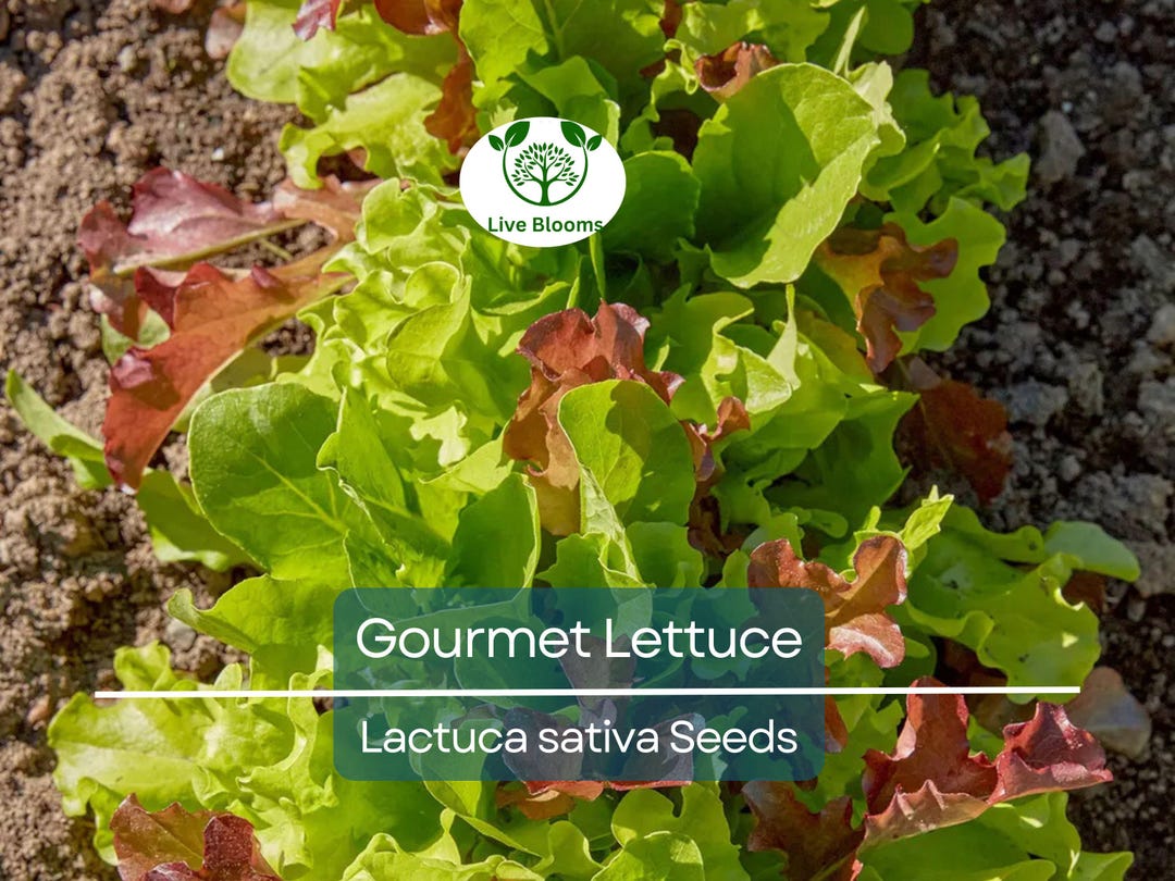 1000 Gourmet Lettuce Blend Seeds | Mixed Salad Bowl Lettuce, Crisp ...