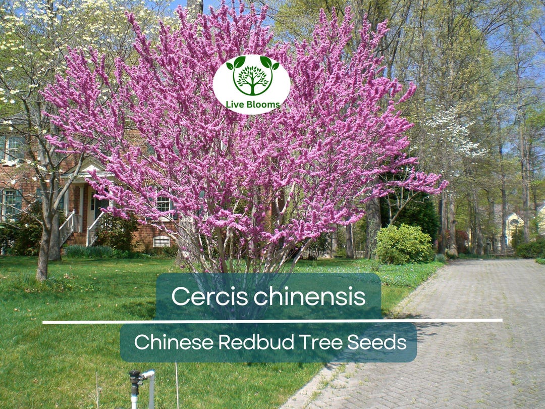 10 Seeds Cercis Chinensis (chinese Redbud) Tree for Planting ...
