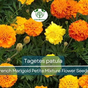 500 Mg Seeds French Marigold Petite Mixture (tagetes Patula) for ...