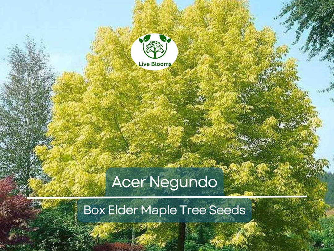 10 Seeds Acer Negundo (box Elder Maple) for Planting - Hardy Tree for Gardens, Landscaping ...