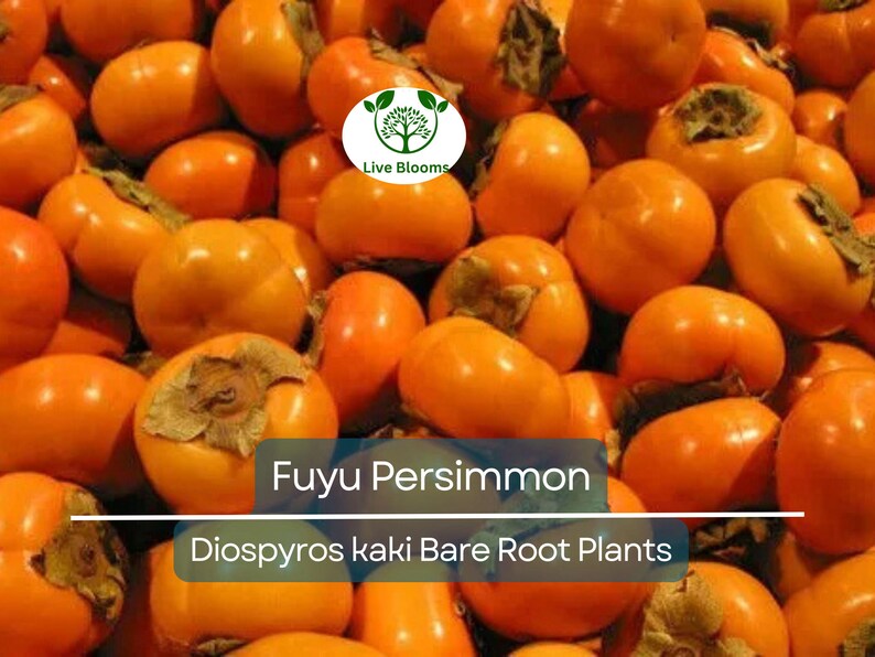 1 Fuyu Persimmon Tree – Live Bare Root Sapling (6–10") – Diospyros Kaki ...