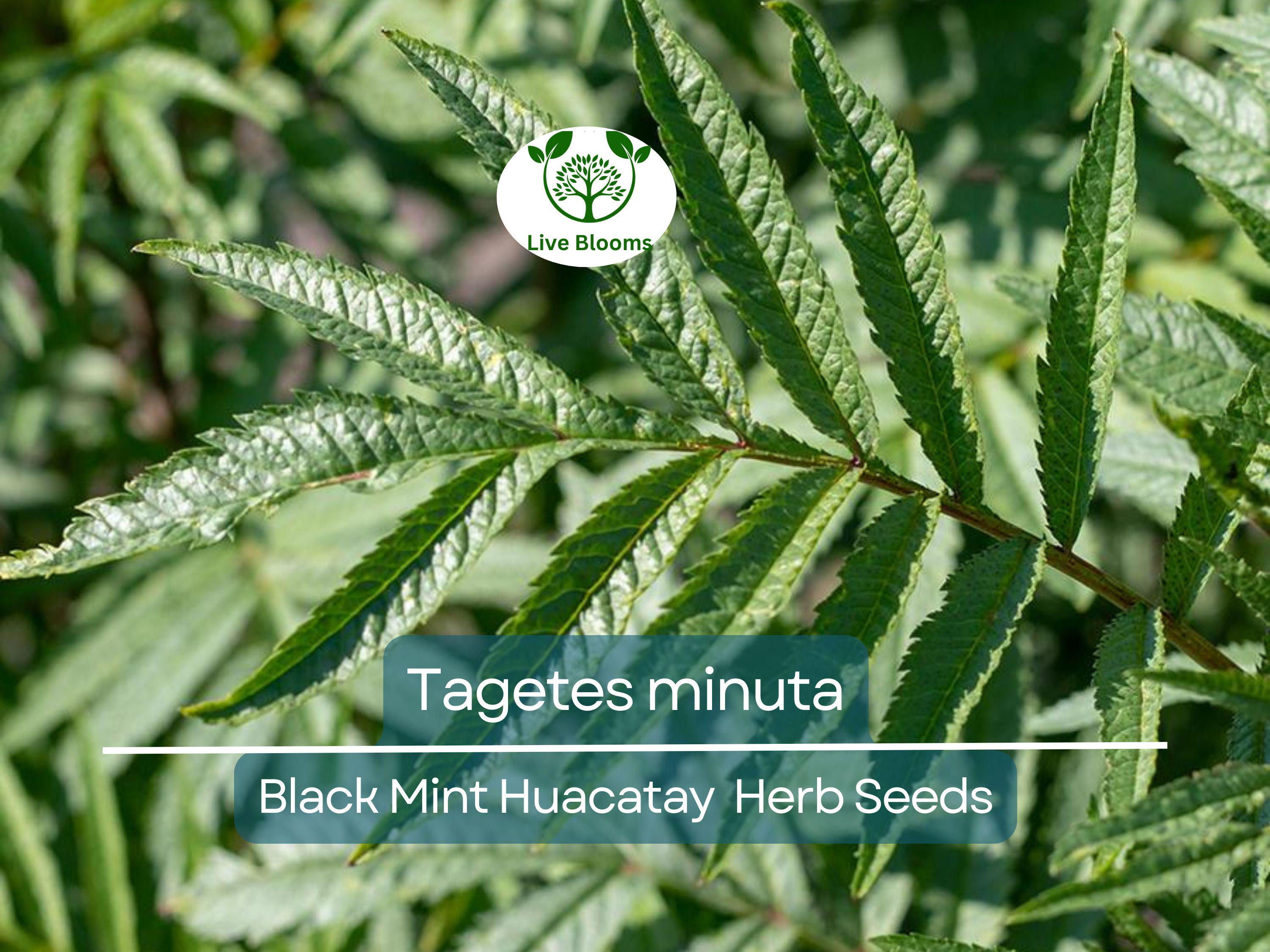 100 Black Mint Huacatay Seeds for Planting - Peruvian Herb, Tagetes ...