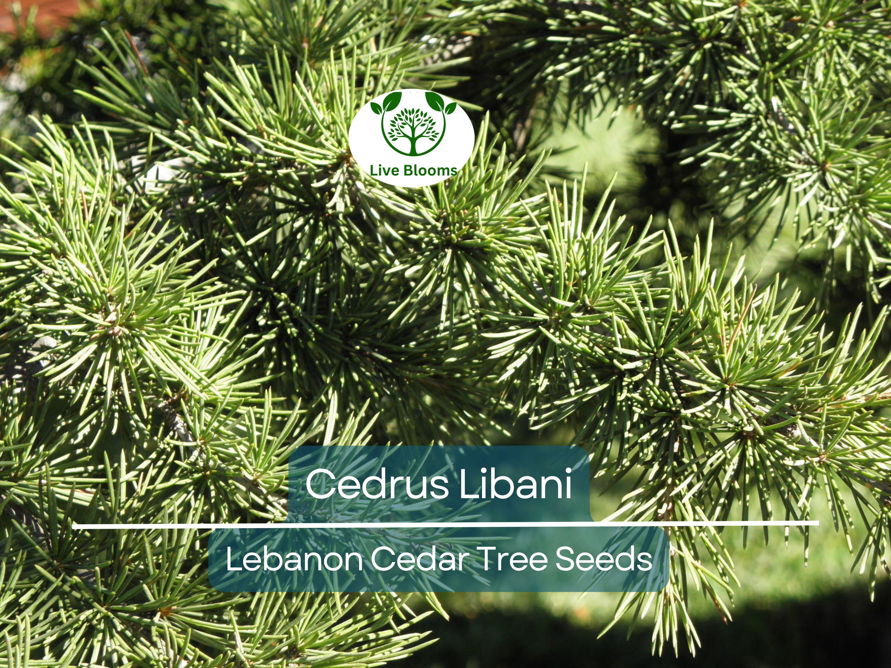 5 Seeds Cedrus Libani lebanon Cedar for Planting Evergreen Conifer Tree ...