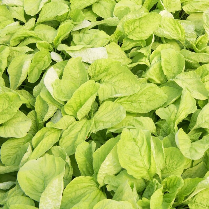 Edible Amaranth White Light Green 500mg Vegetable Seeds for - Etsy