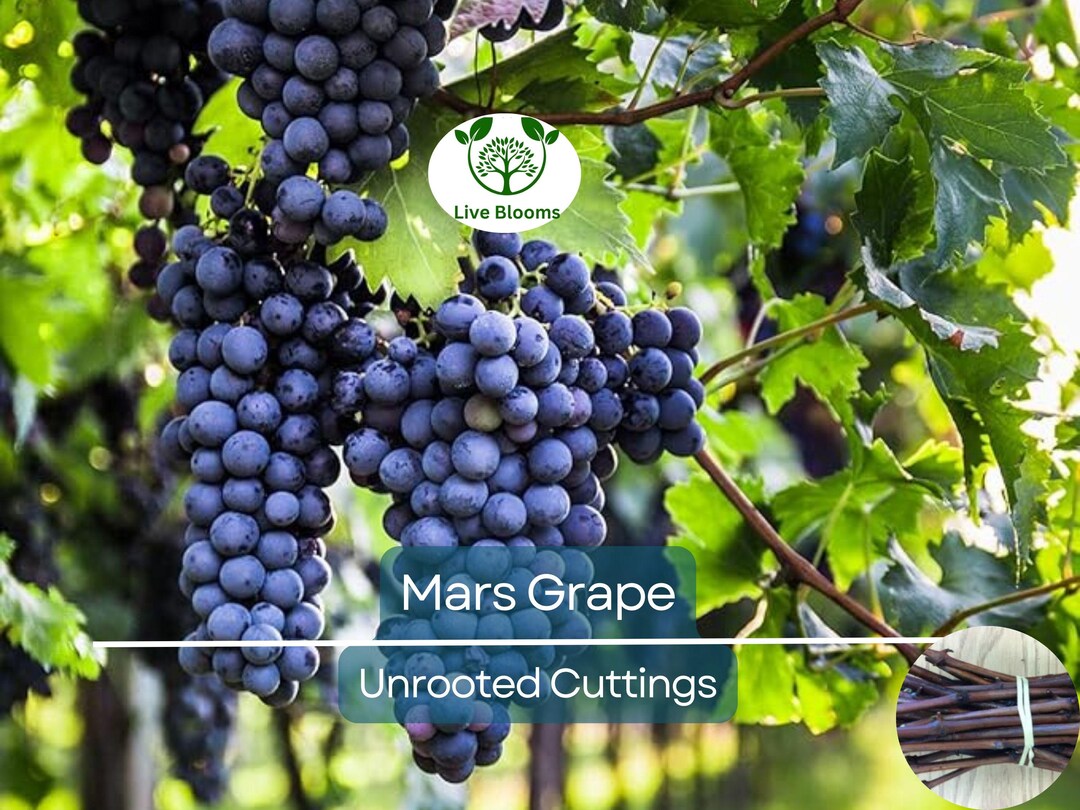 3 Mars Grape Vine Scion Unrooted Cutting (vitis Vinifera) for Rooting ...