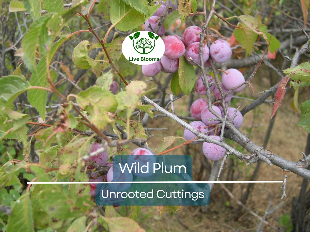 12 Unrooted Wild Plum Cuttings 6-8” - Prunus Americana, Hardy, Fruit ...