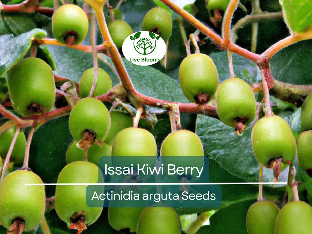 30 Issai Kiwi Berry Seeds | Arctic Grape, Kiwiberry | Fast-growing Edible Fruit Vine | Hardy ...