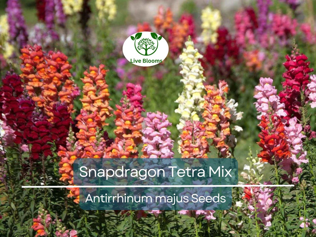 500 Seeds Snapdragon Tetra Mix (antirrhinum Majus) Semi-dwarf, Multi ...