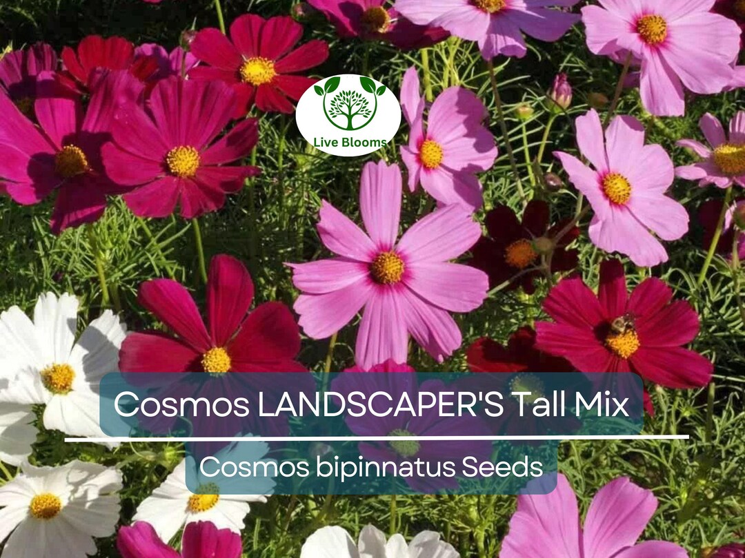 500 Seeds Cosmos Bipinnatus Tall Mix – Landscaper’s Bulk Pack – Non-gmo ...