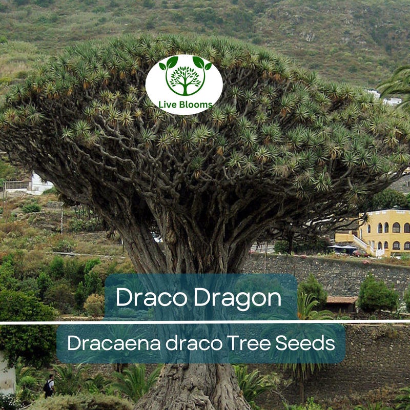 Dragon Tree - Etsy